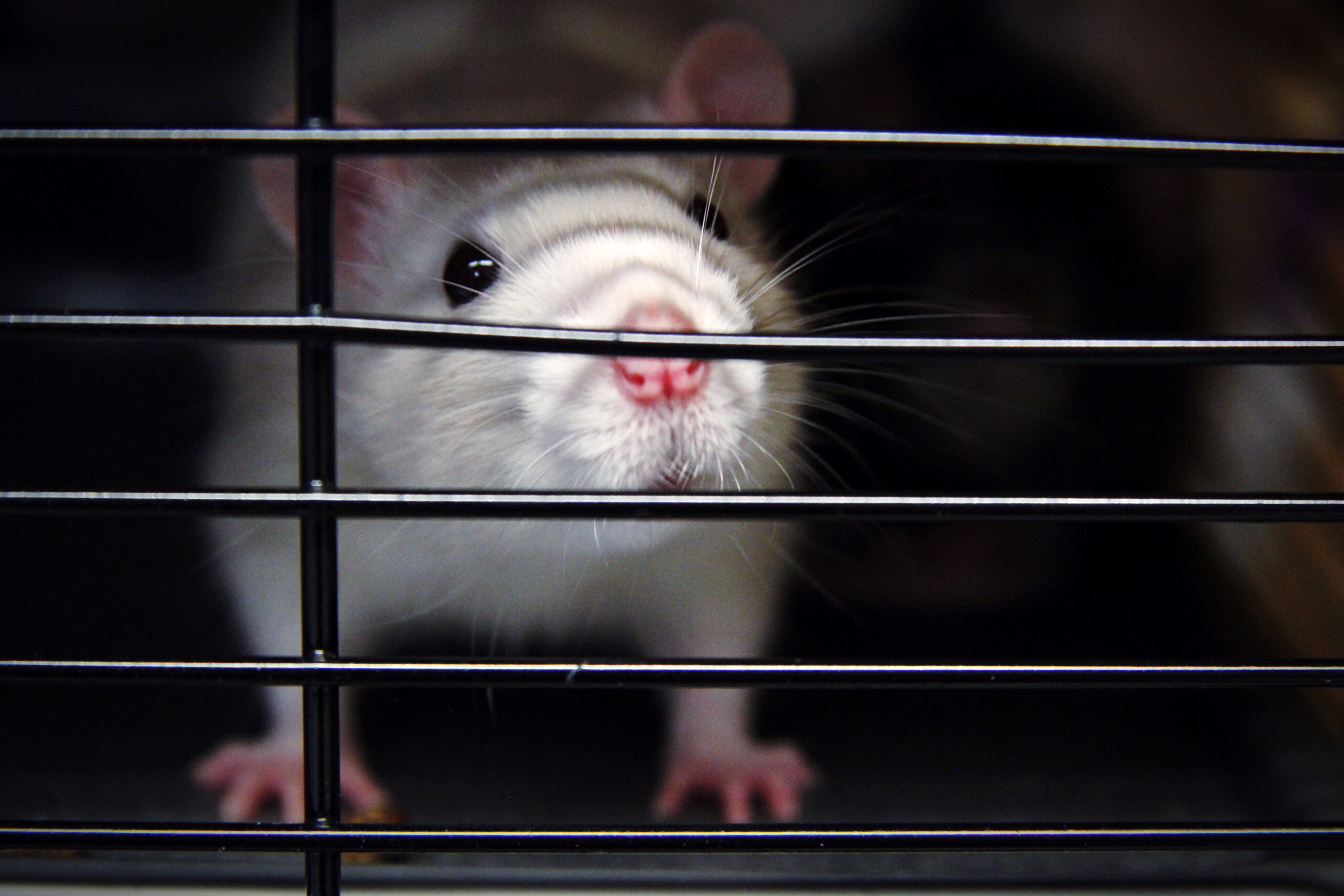 Shhh, you’ve been silenced. No more voices for animals! | Naturewatch ...