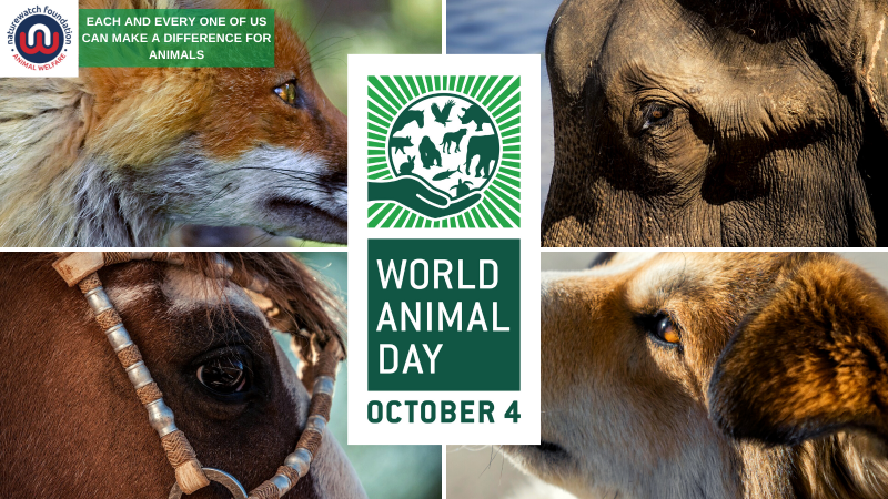 Be part of the movement and support World Animal Day | Naturewatch ...